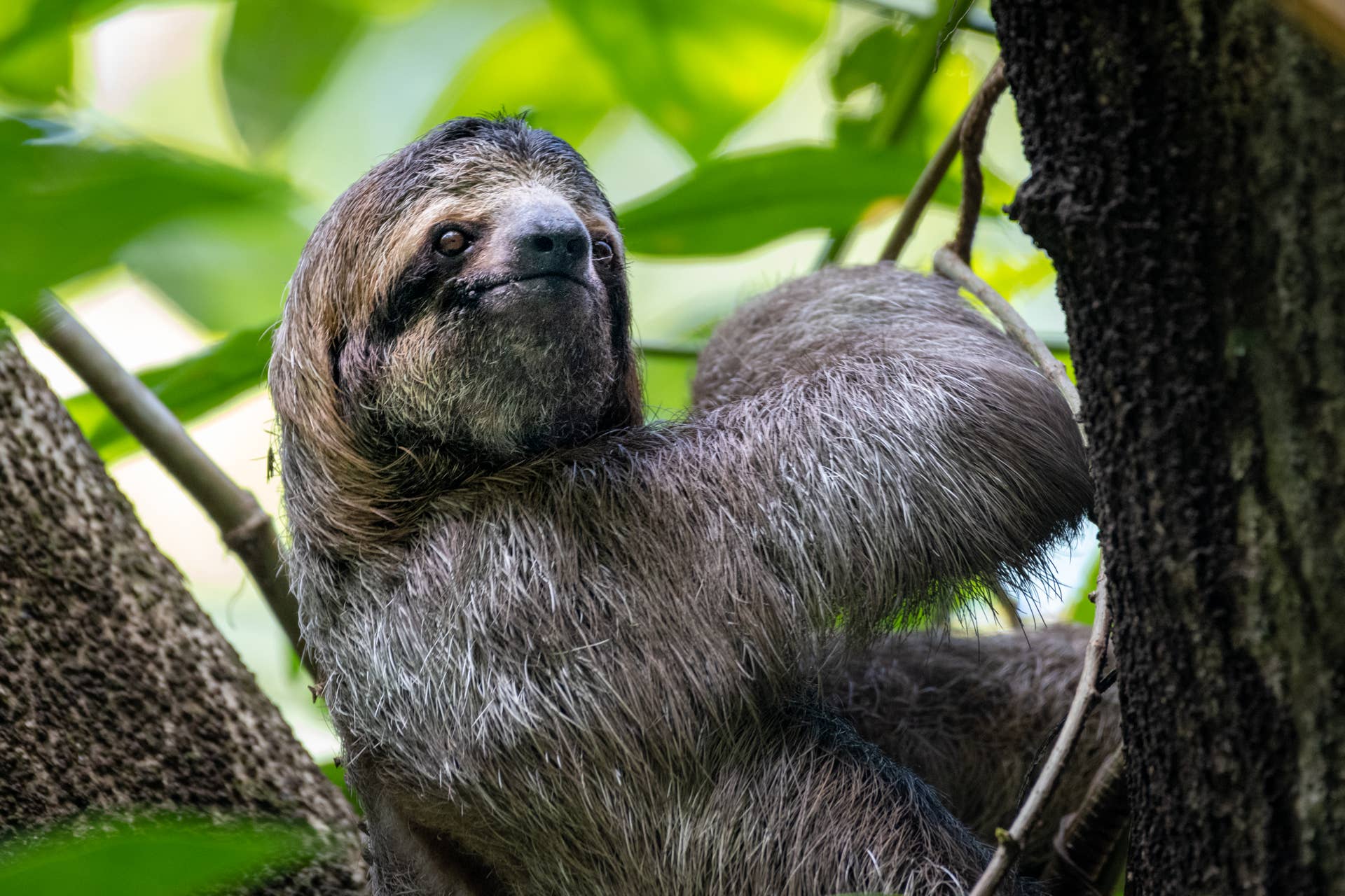 Man Singing to a Sloth Is Delighted When the Adorable Animal Starts ...