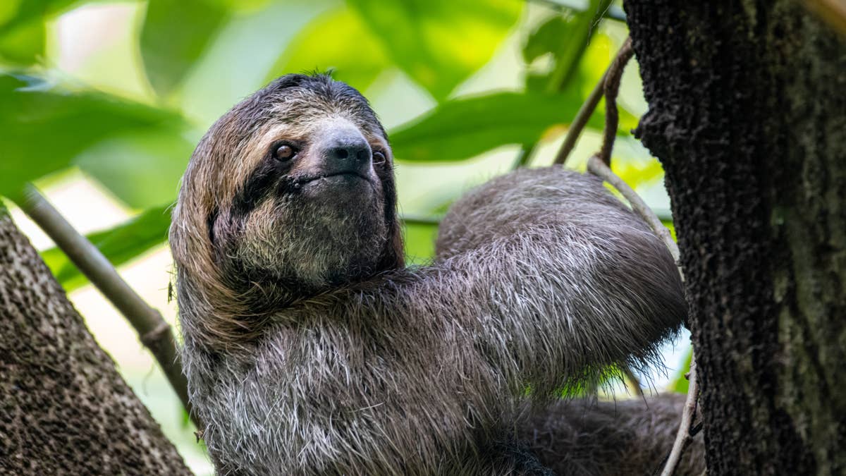 Man Singing to a Sloth Is Delighted When the Adorable Animal Starts ...