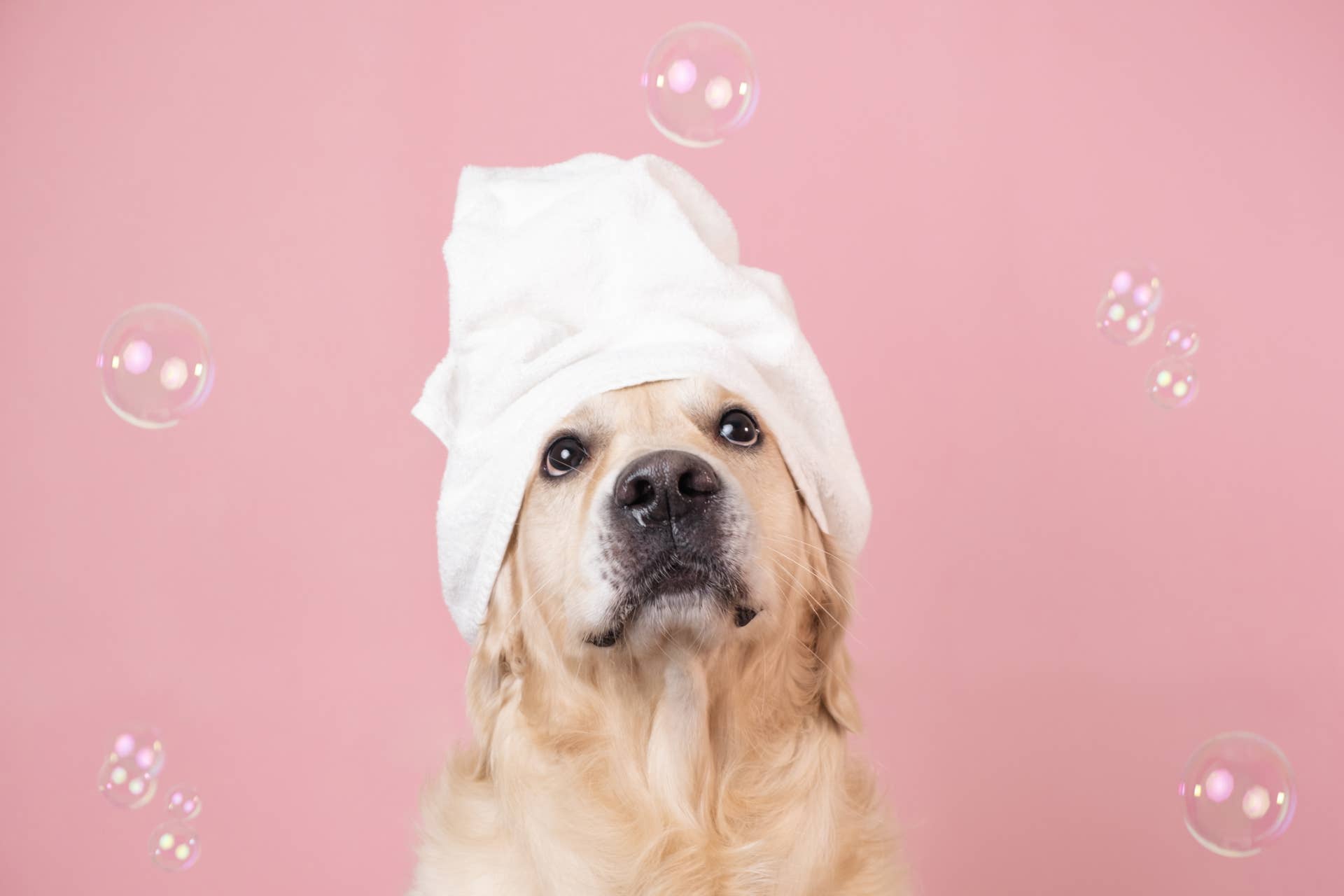 This Golden Retriever's Post-Swim Bath Is Wildly Chaotic - PawNation
