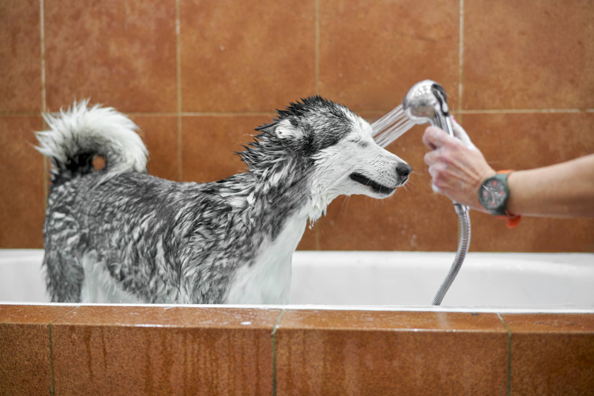 Watch This Adorably Dirty Husky Get a Well-Deserved Bath - PawNation