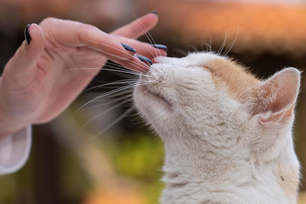 A Cat's 'To-Do List' Starts Funny and Ends So Sweet - PawNation