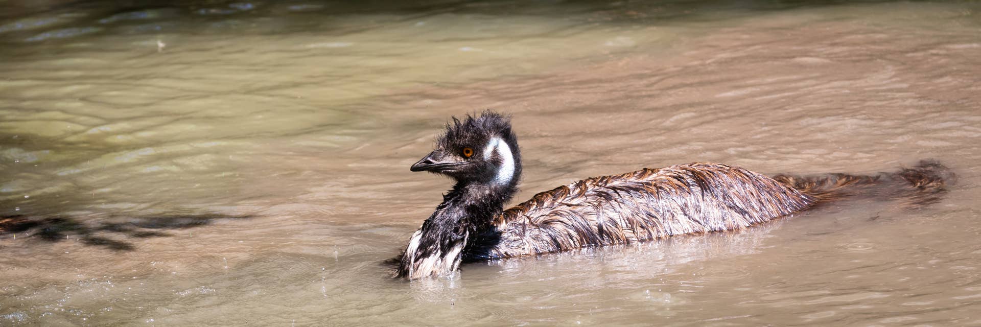 Emu Crashes Ducks' Pool Time and Nobody Seems To Mind - Paw Nation