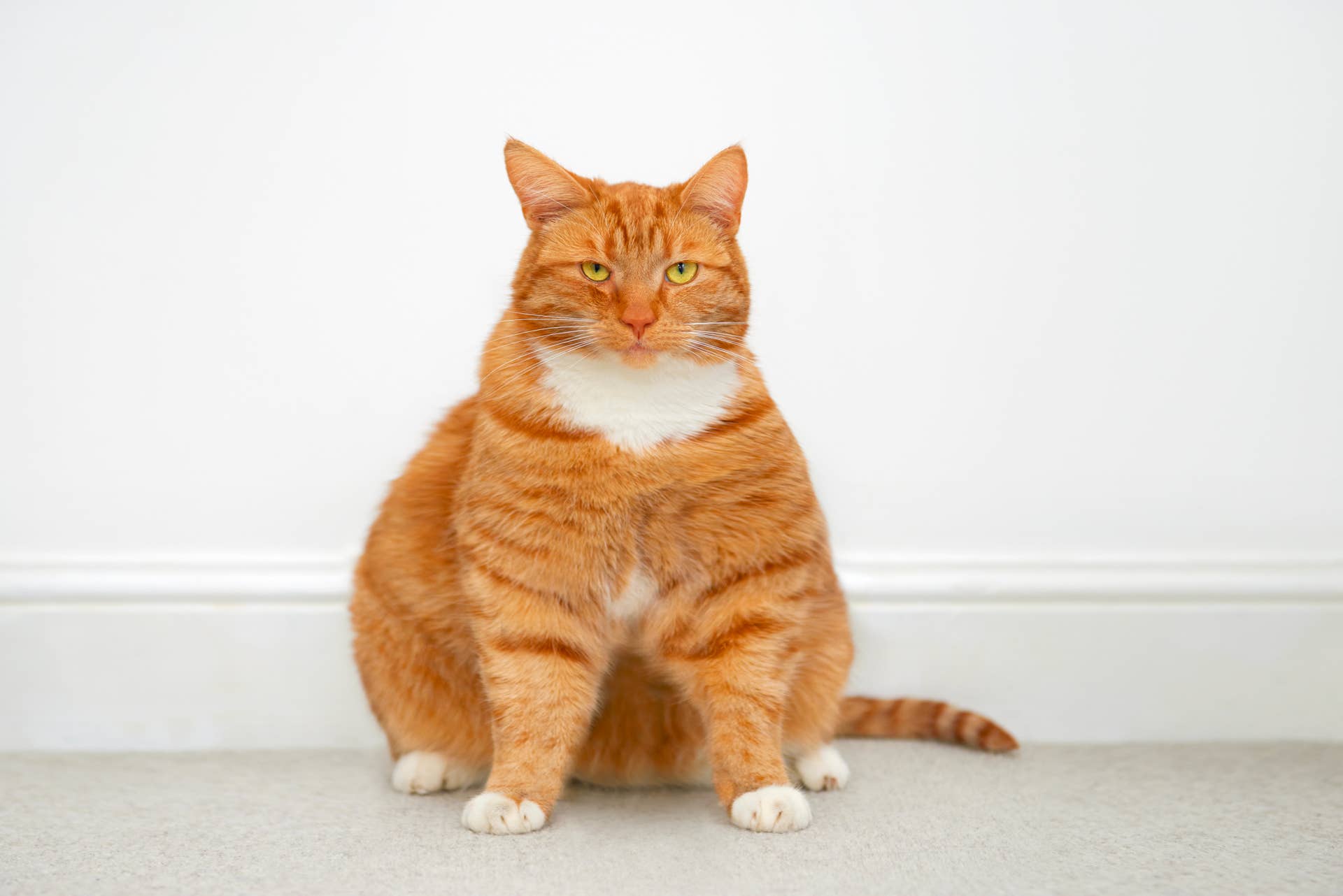 'Fat Cat' Has Hilarious Way of Letting Mom Know Her Bowl Is Empty - Paw ...