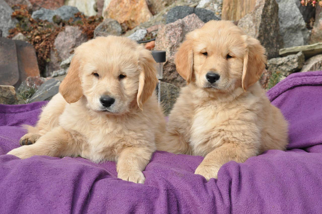 Foster Puppies Learn Hilarious Habits From Dog Siblings - Paw Nation