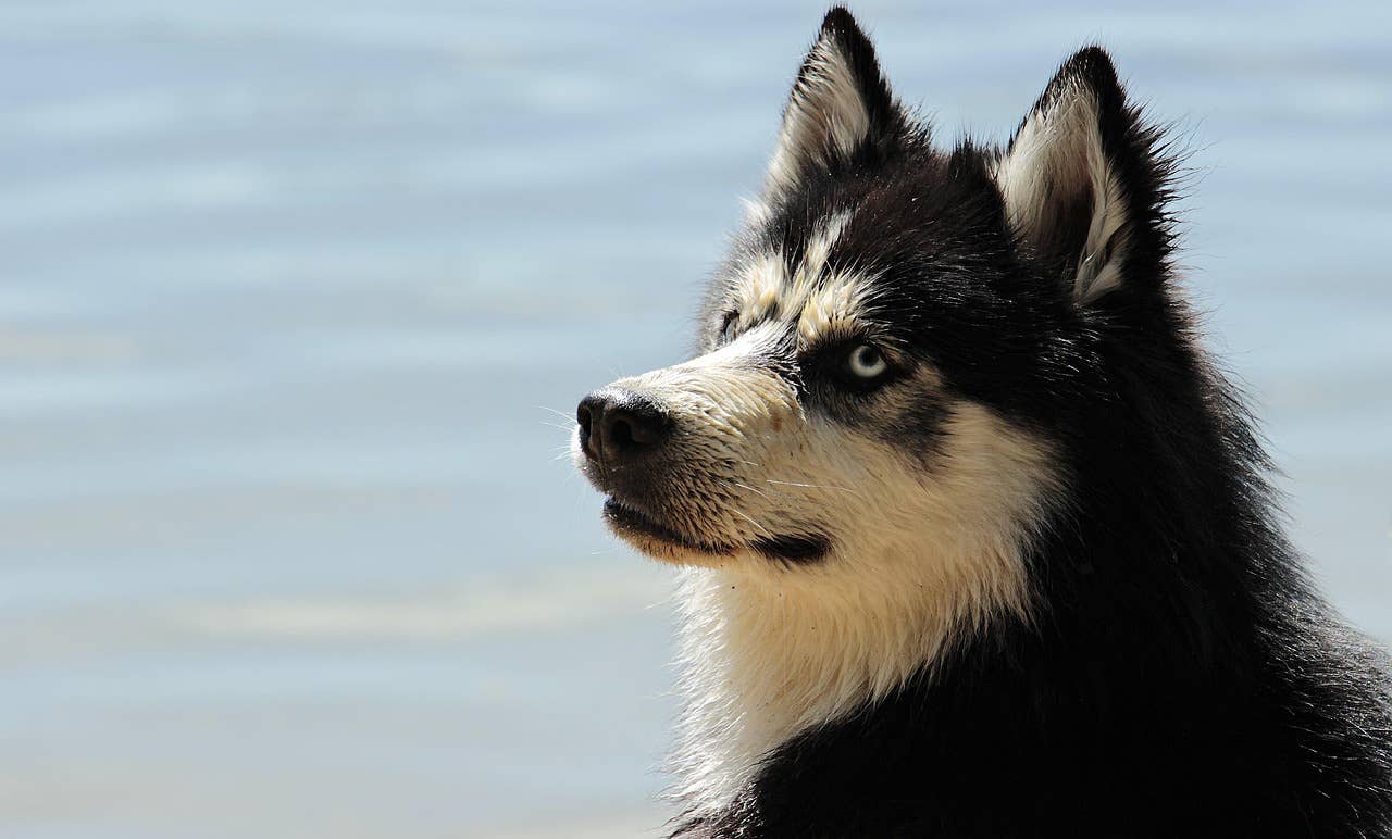 Drama Queen Husky Wants Her Cat Sibling Evicted - Paw Nation