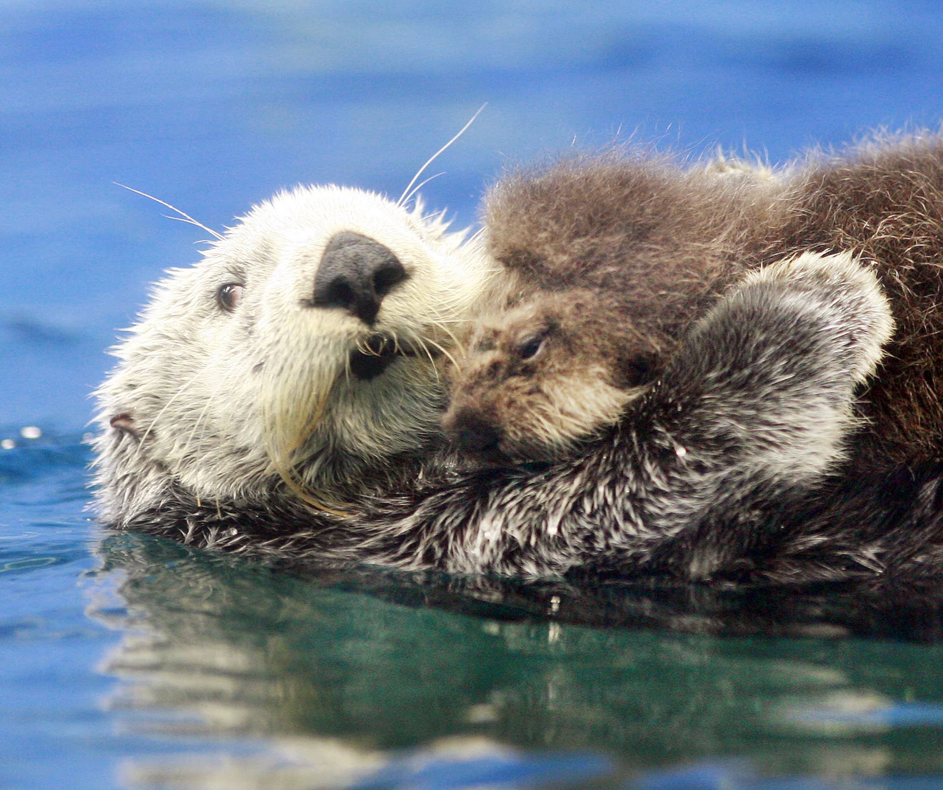Woman Gets Unbelievably Close to Napping Sea Otter Mom and Baby—and the ...