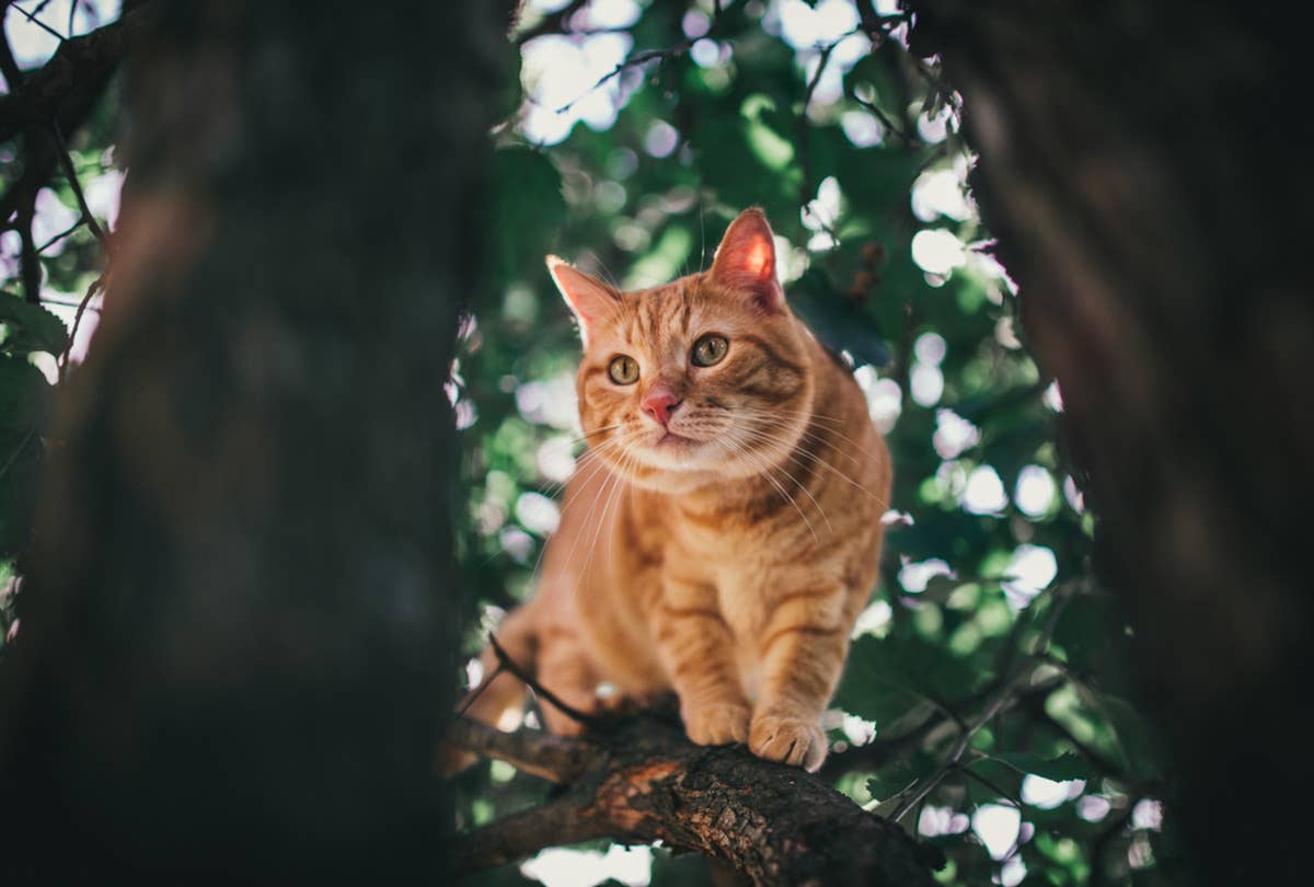 Mama Cat Raises Her Kittens in a Tree, and the Internet Can’t Get ...