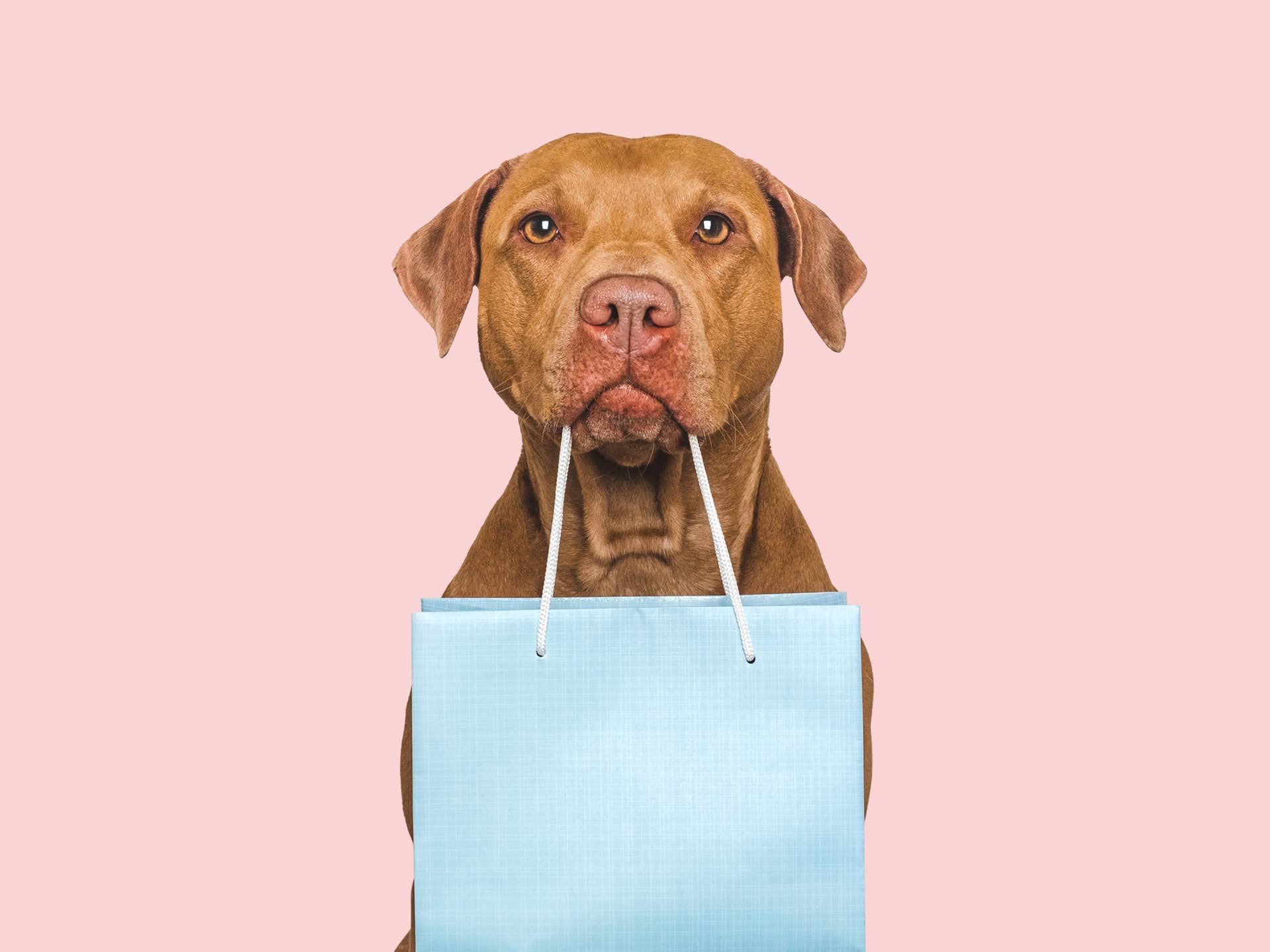 Rescue Pit Bull Brings Mom Hilarious 'Gift' After Work - Paw Nation