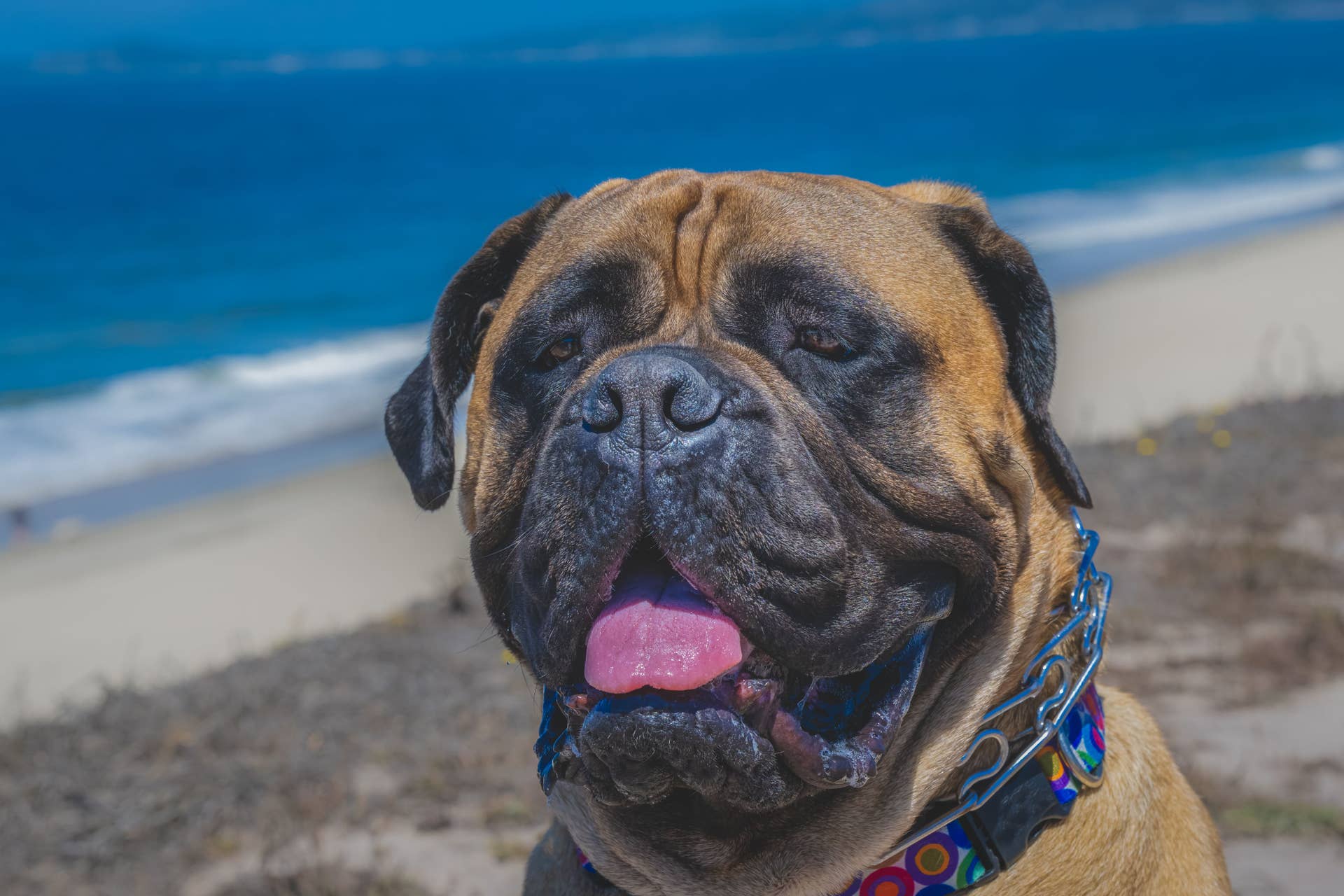 Massive Mastiff Goes Viral With Epic 'Cowabunga' Beach Wipeout - Paw Nation