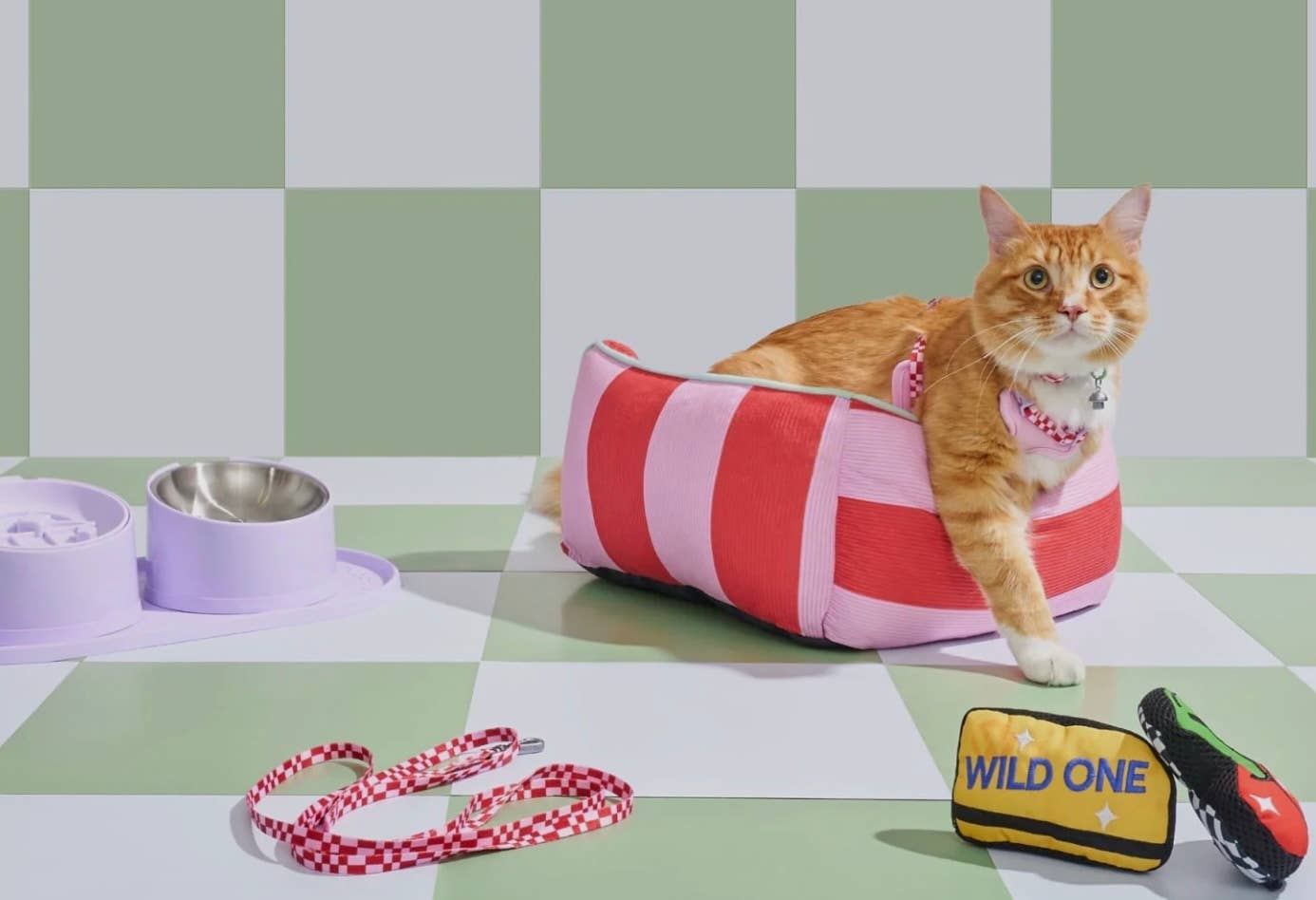 Wild One Launches Its First Cat Collection for Feline Families - Paw Nation