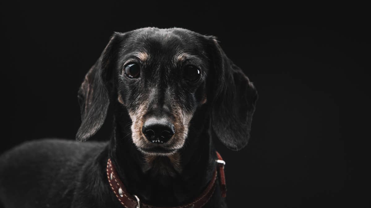 Senior Dachshund Activates 'Turbo Mode,' and the Internet Can't Handle ...