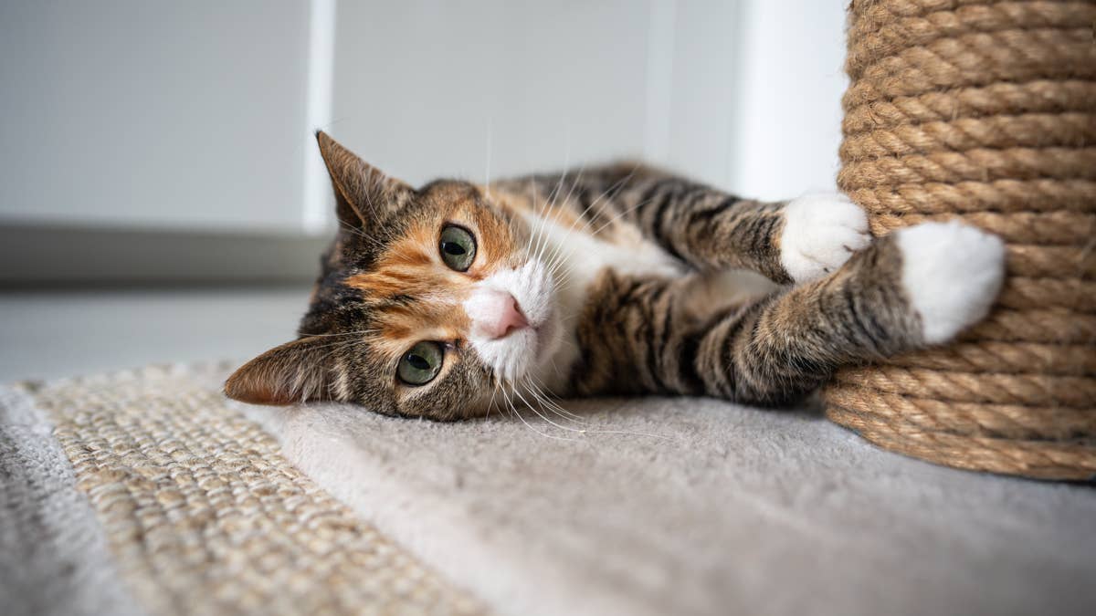 Calico Cat’s Post-Dental Recovery Shows Just How Much Patience Pays Off ...