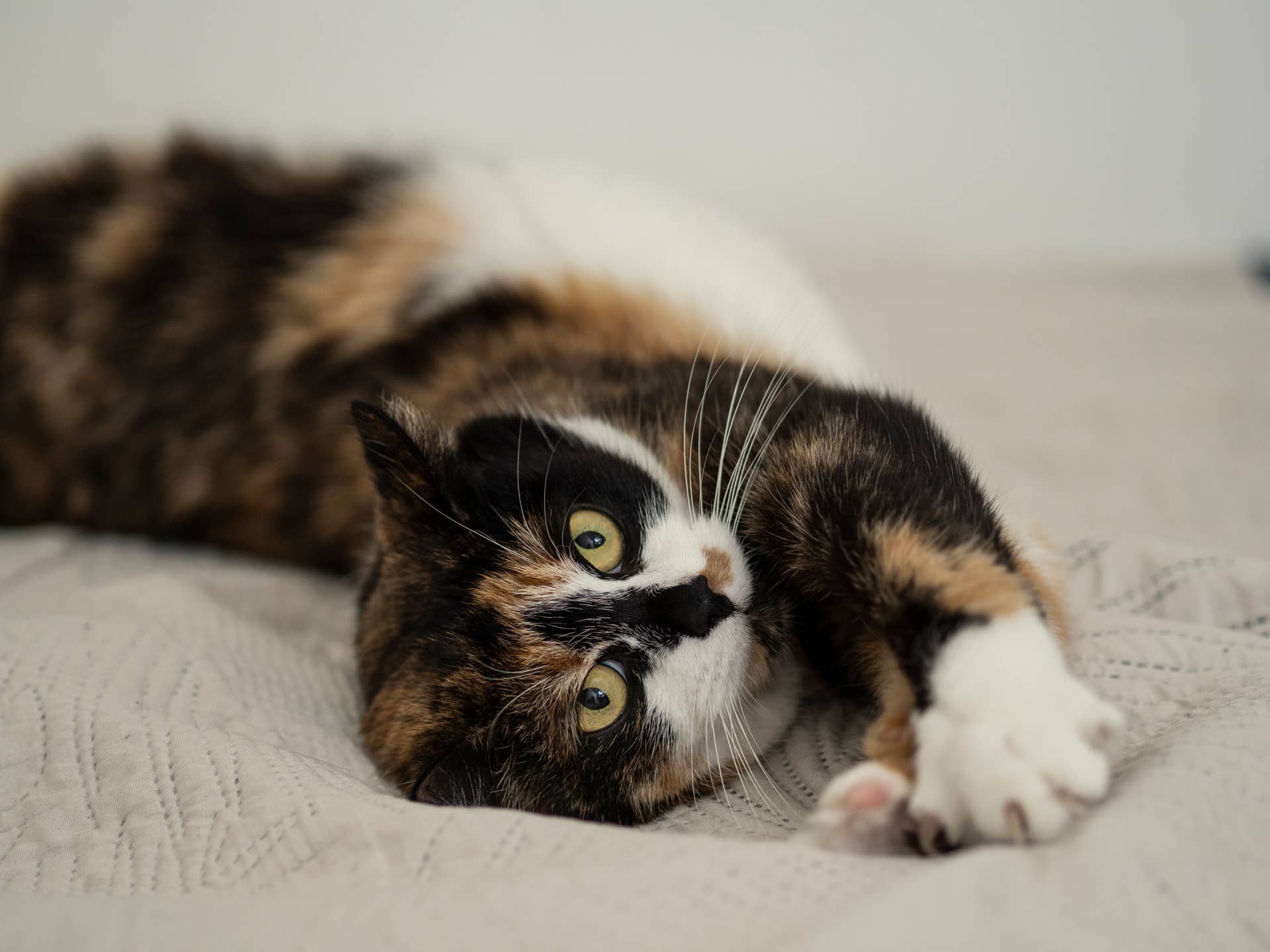 Calico Cat Makes Her Feelings About Mom and Dad’s Late Bedtime Very ...