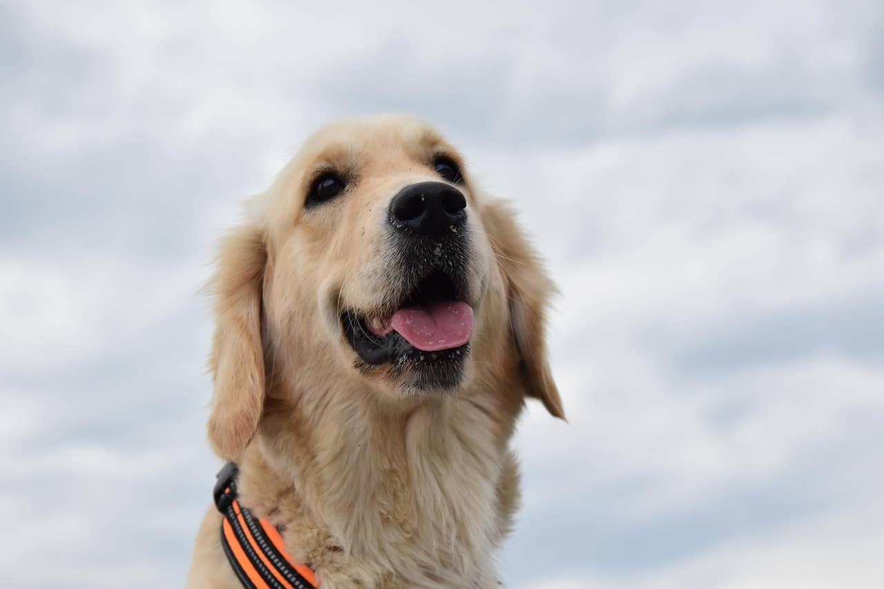 How This Golden Retriever Knows Her Dad Is Home - Paw Nation
