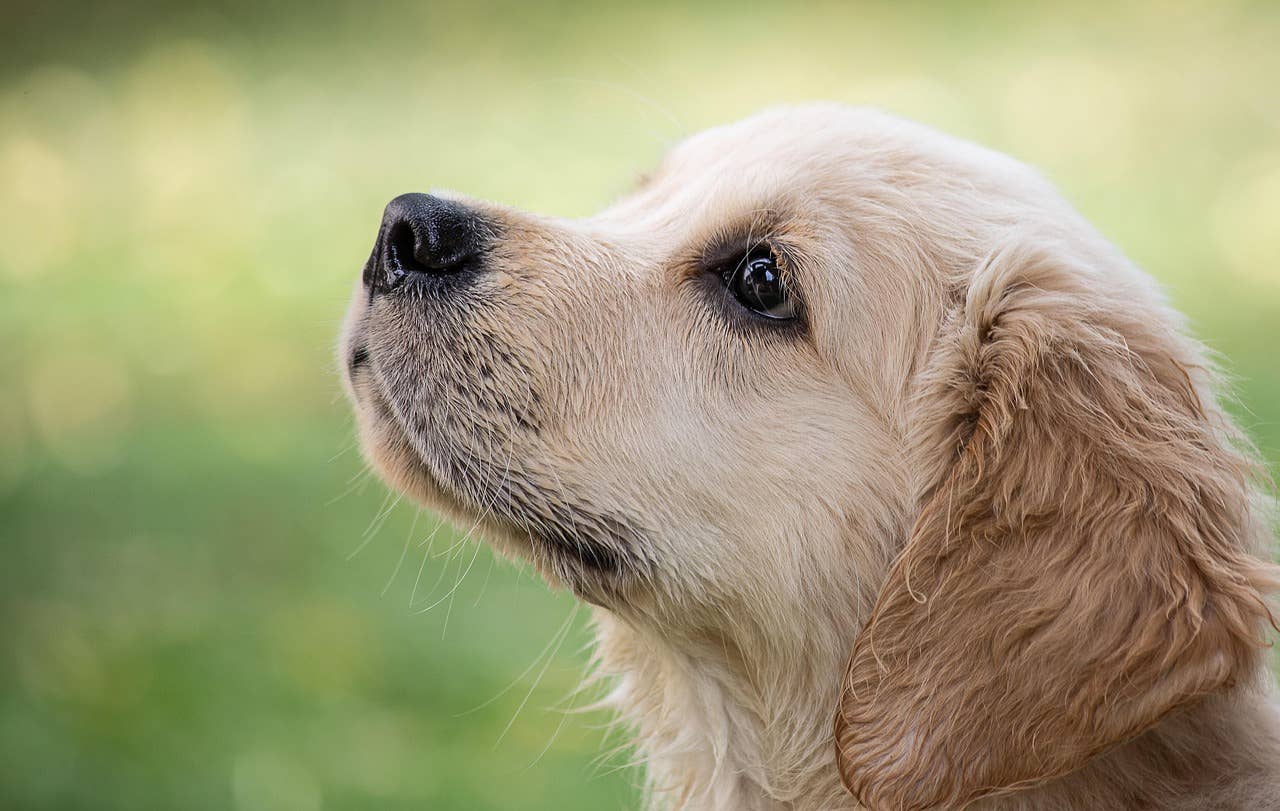 How This Golden Retriever Knows Her Dad Is Home - Paw Nation