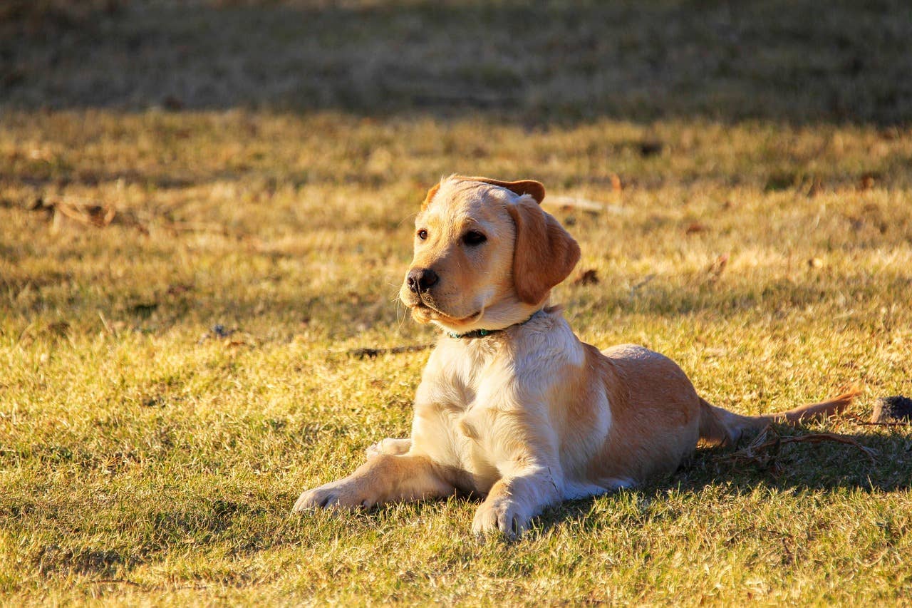Watch This Golden Retriever See Her First Sunrise - Paw Nation