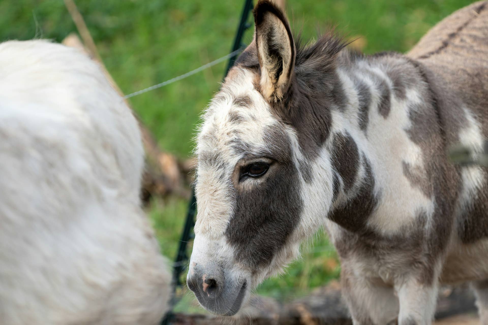 4-Day-Old Donkey Learns a New Skill, and the Internet Is Obsessed - Paw ...