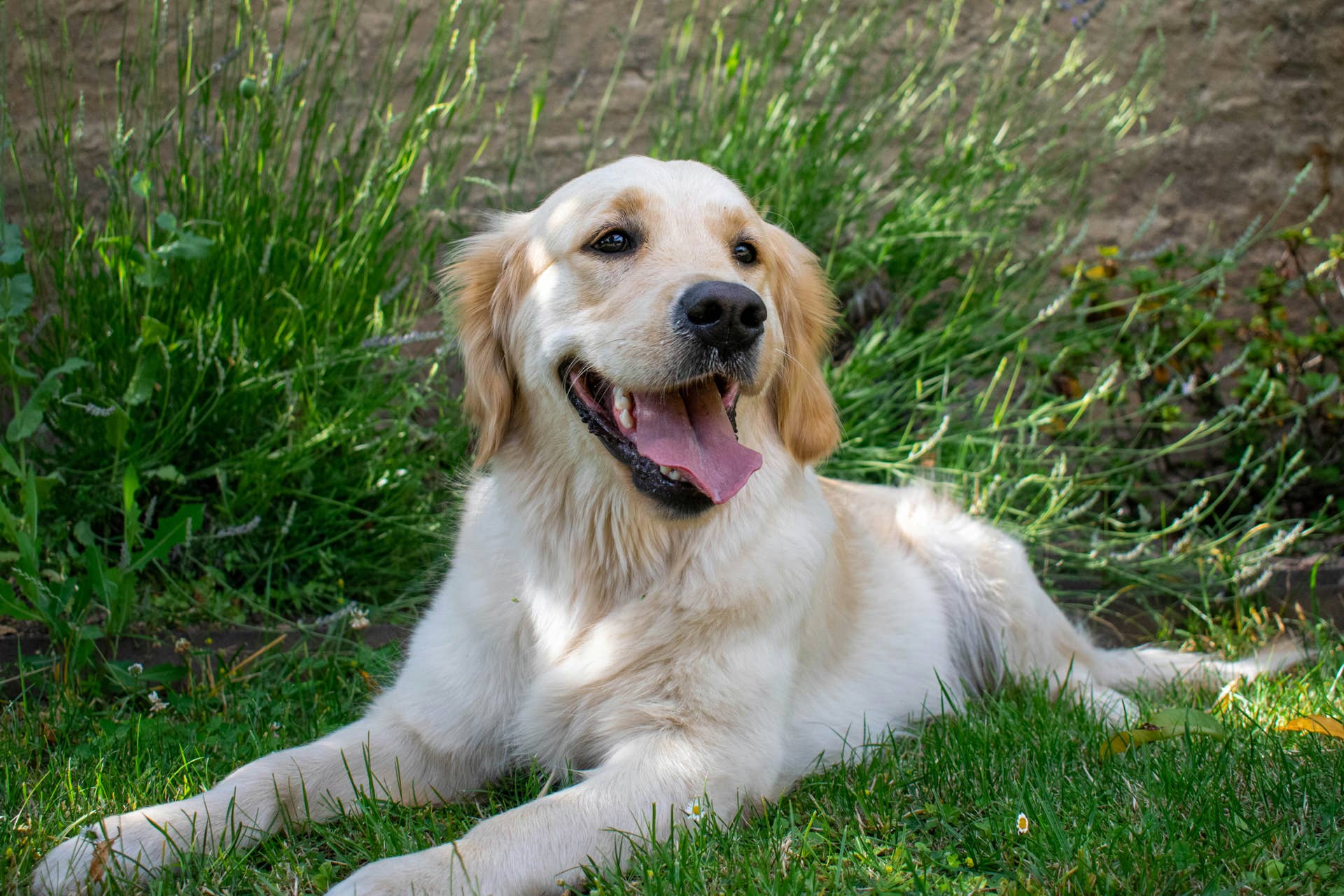 Two Crows and a Golden Retriever Are the Friendship No One Saw Coming ...