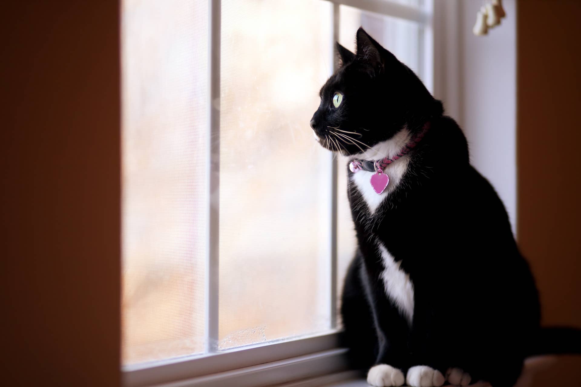 Former Feral Cat Refuses To Go Outside After Finding the Perfect Family ...