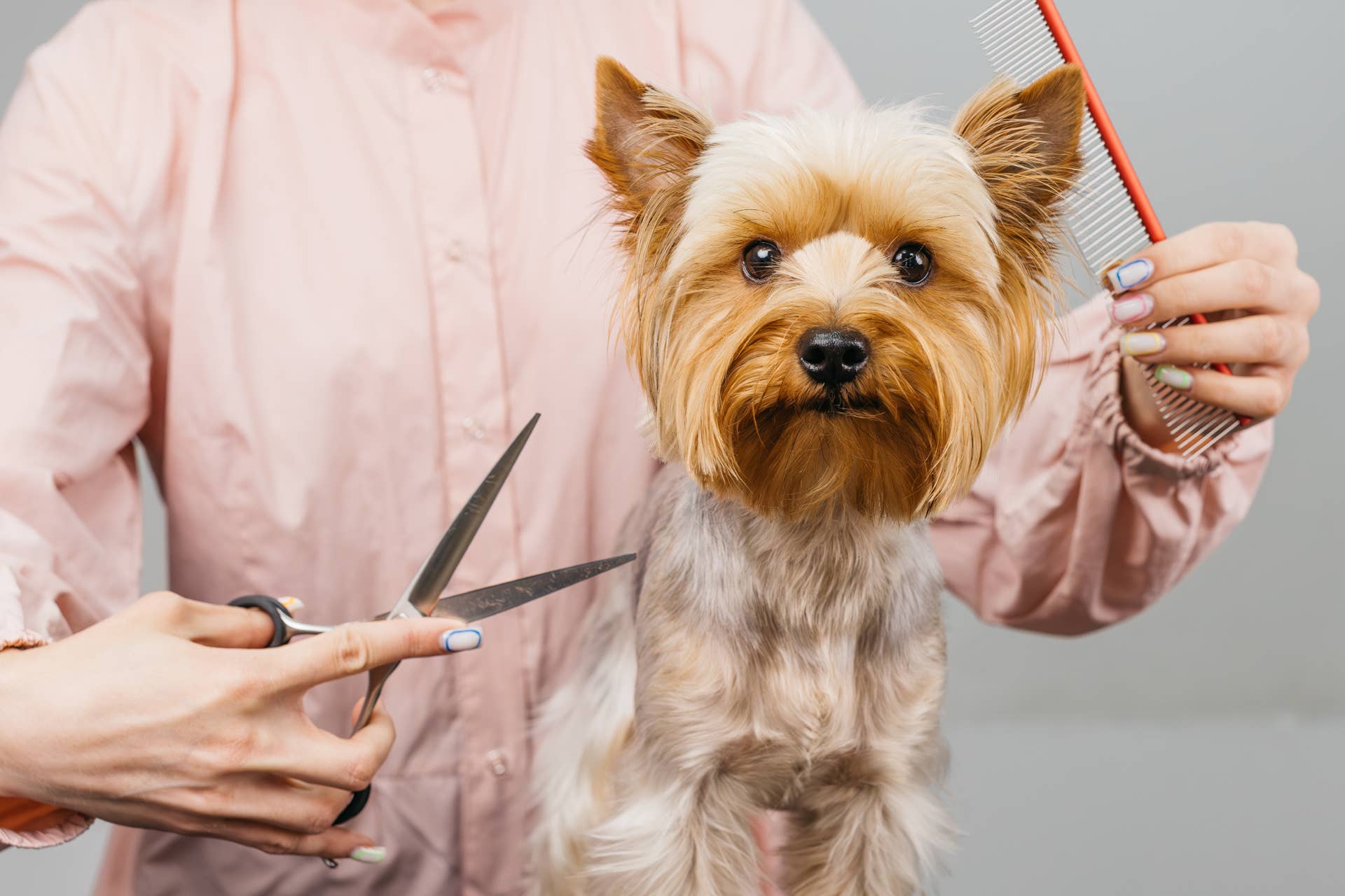 Yorkie Mom's Honest Groomer Request Has the Internet Crying Laughing ...