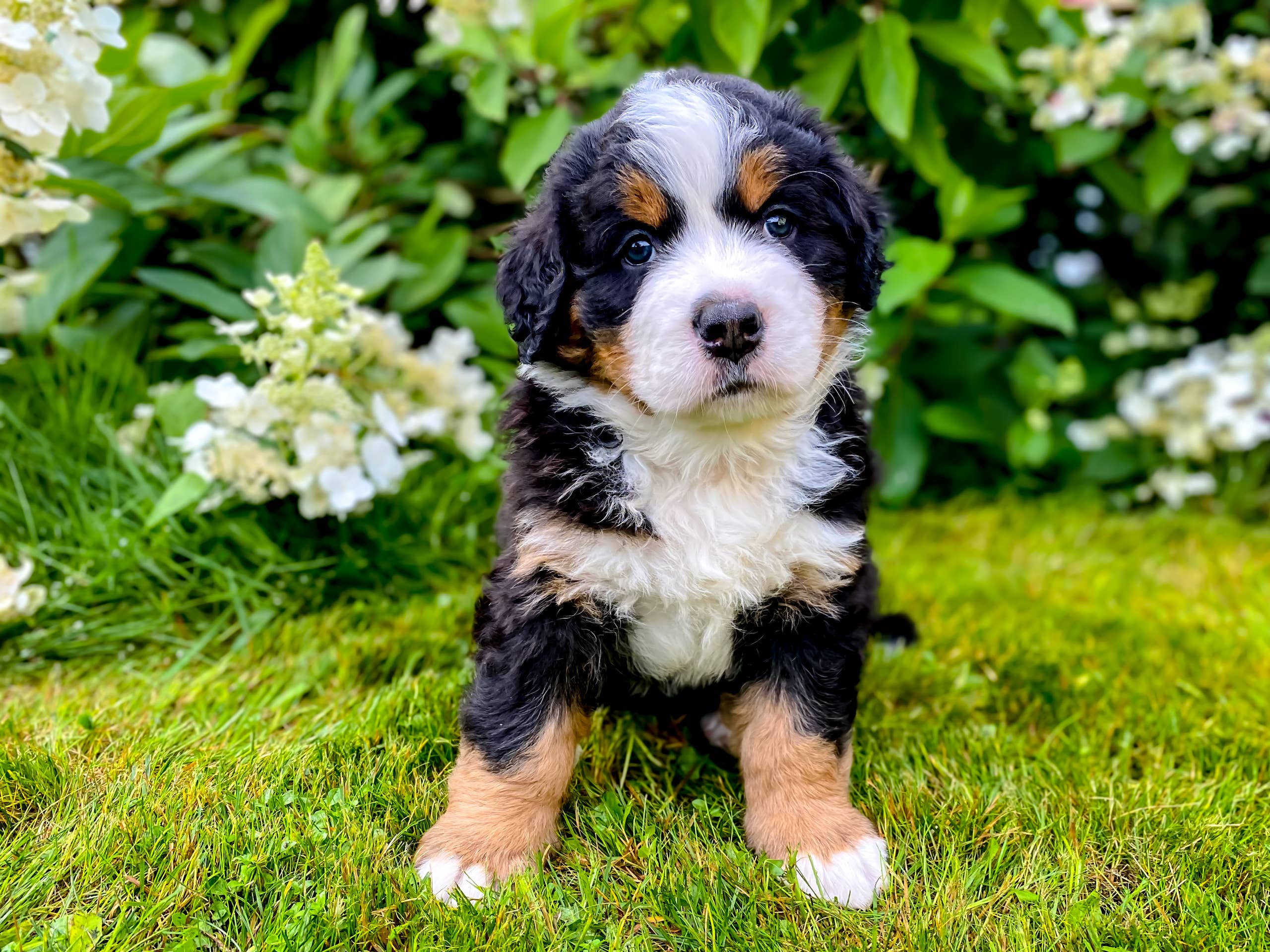Tiny Bernese Mountain Dog Puppy Is Basically a 'Goofy Teddy Bear' - Paw ...