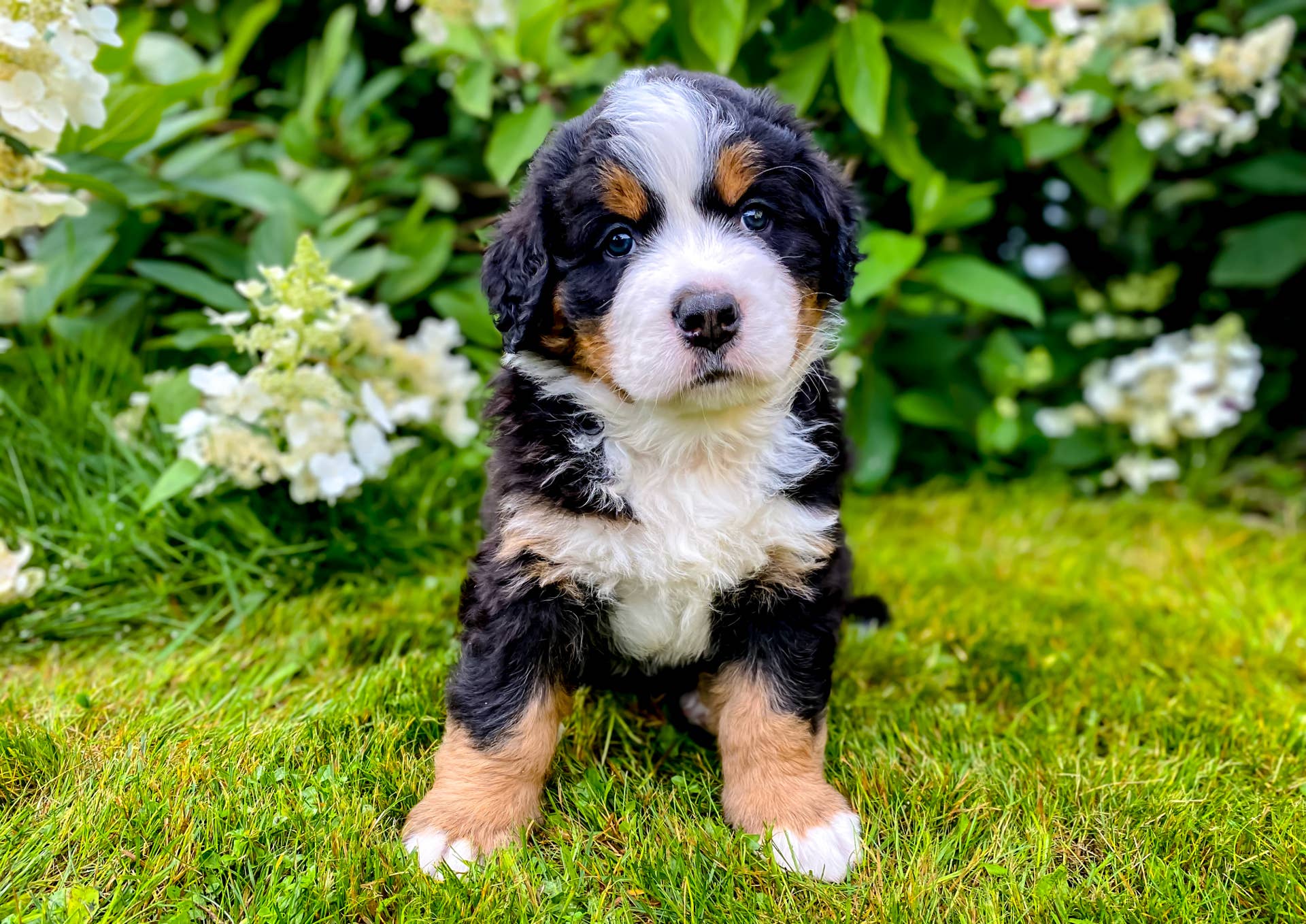 Tiny Bernese Mountain Dog Puppy Is Basically a 'Goofy Teddy Bear' - Paw ...