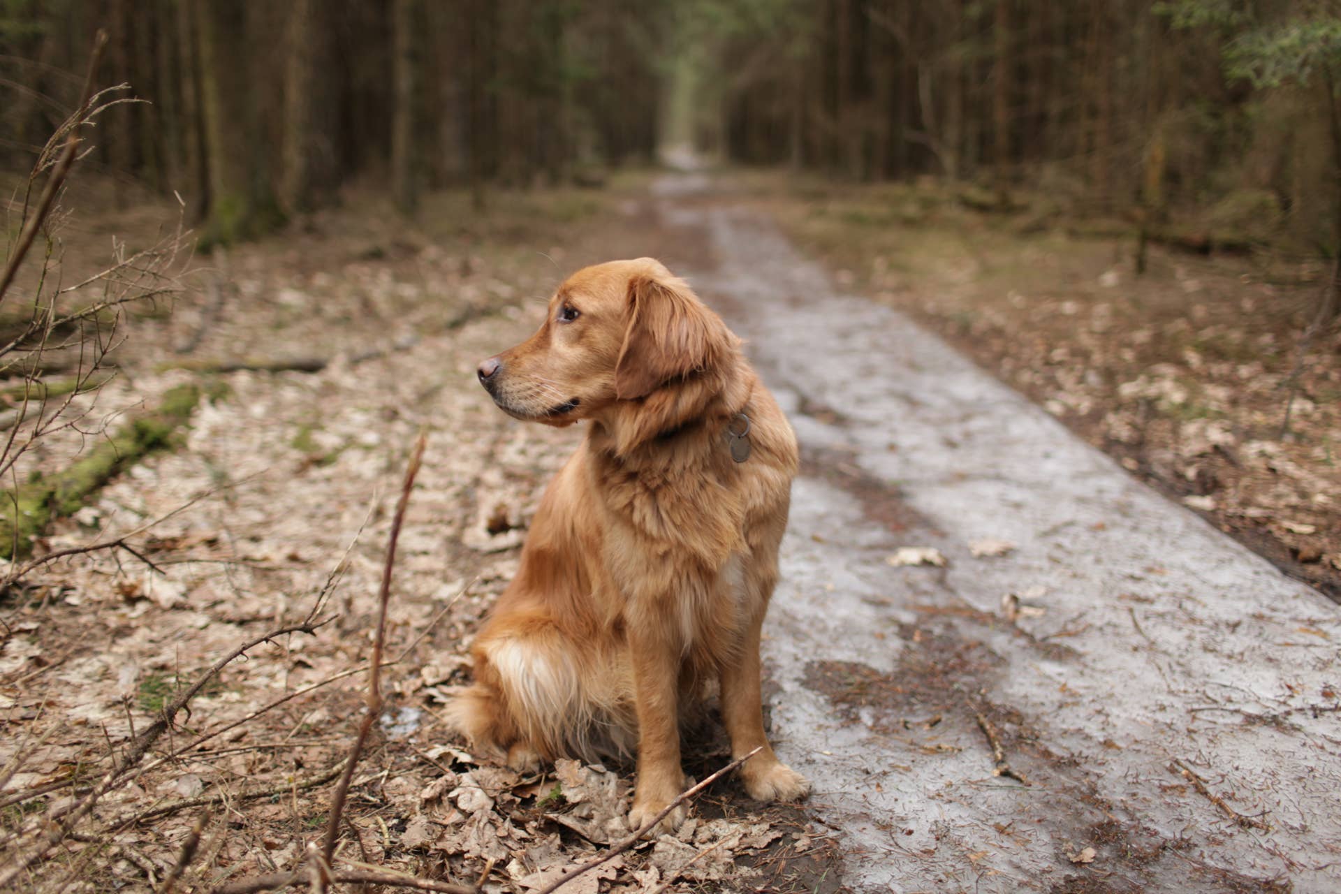 Golden Retriever Hilariously Keeps Watch While Mom and Dad Get Engaged ...