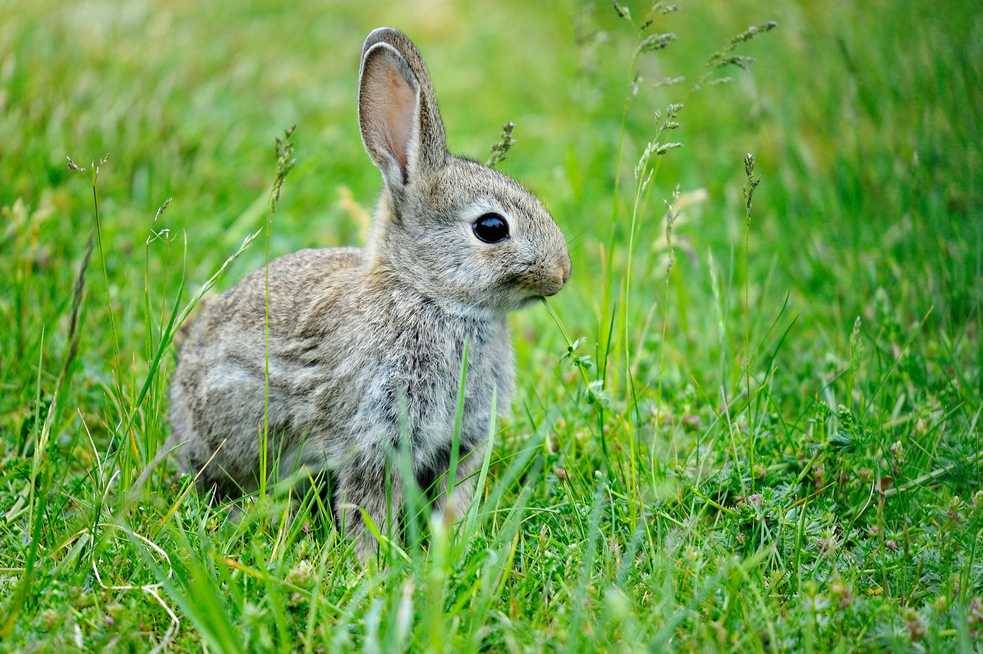 Man Claims He Has the Cutest Lawn Mower in Town—and He's Probably Right ...