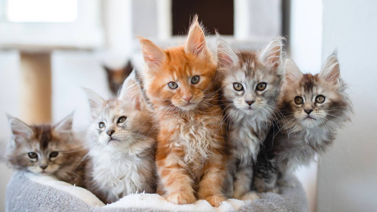 New Maine Coon Mom Is Completely Obsessed With Her Kittens—and We Get ...