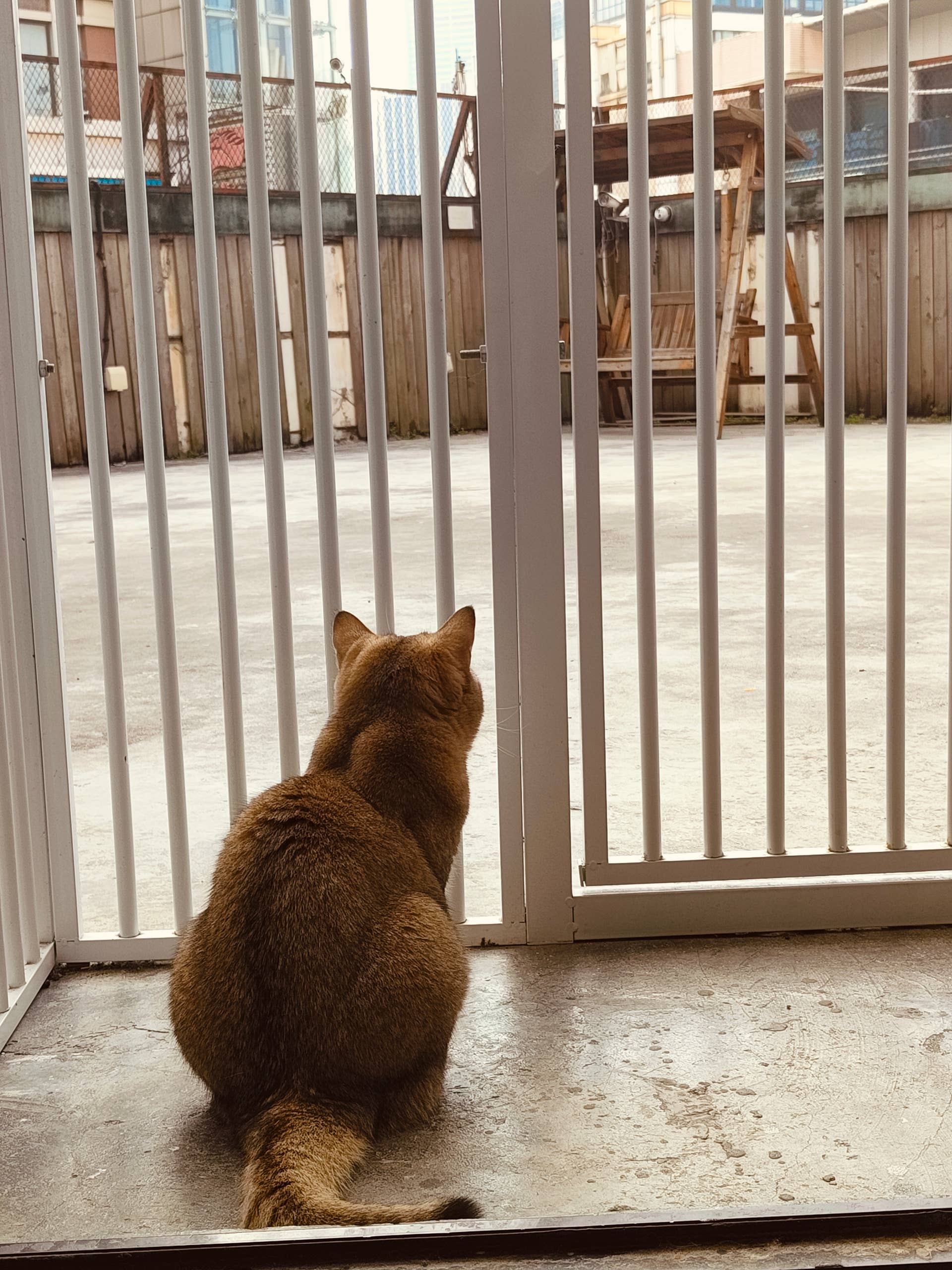 Two Cats Face a Gate Challenge, and Their Approaches Couldn’t Be More ...