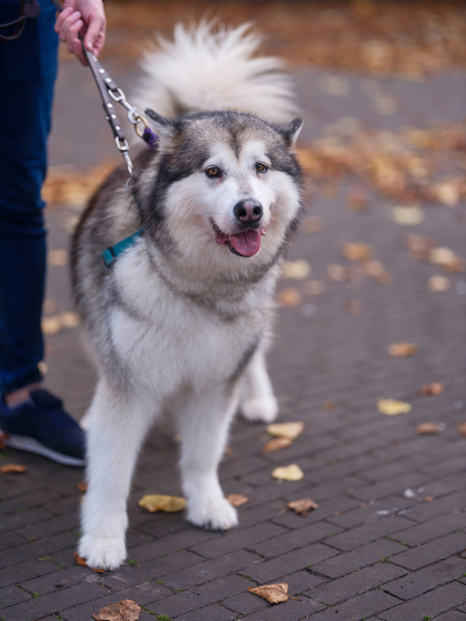 Malamute and Corgi Besties Become Neighbors, and Their Excitement Is ...