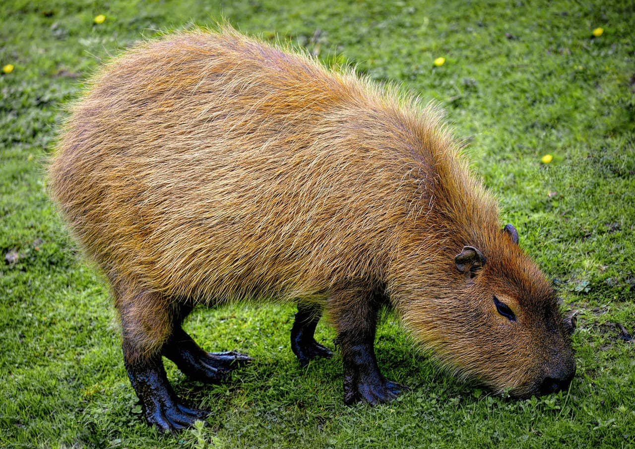 How to Politely Ask a Capybara to Leave - Paw Nation