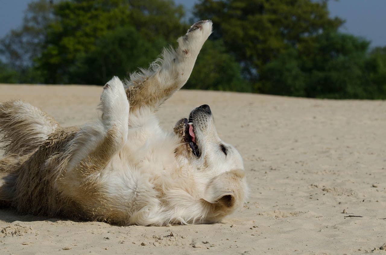 For This Golden Retriever the Beach Is Heaven on Earth - Paw Nation