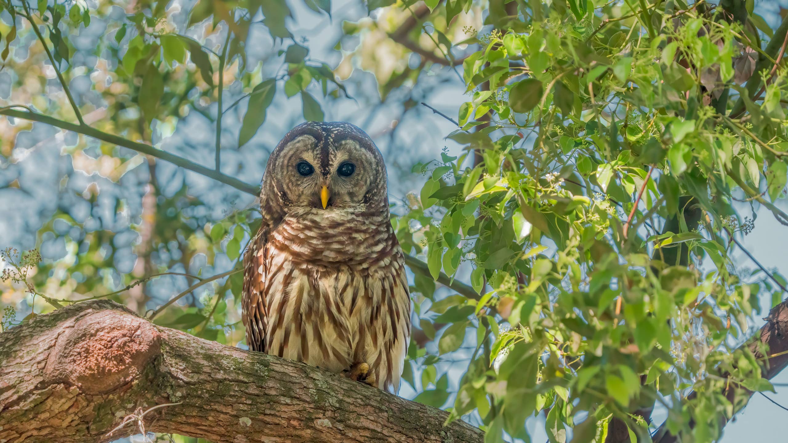 Woman Befriends a Mama Owl, and People Can't Hide Their Jealousy - Paw ...