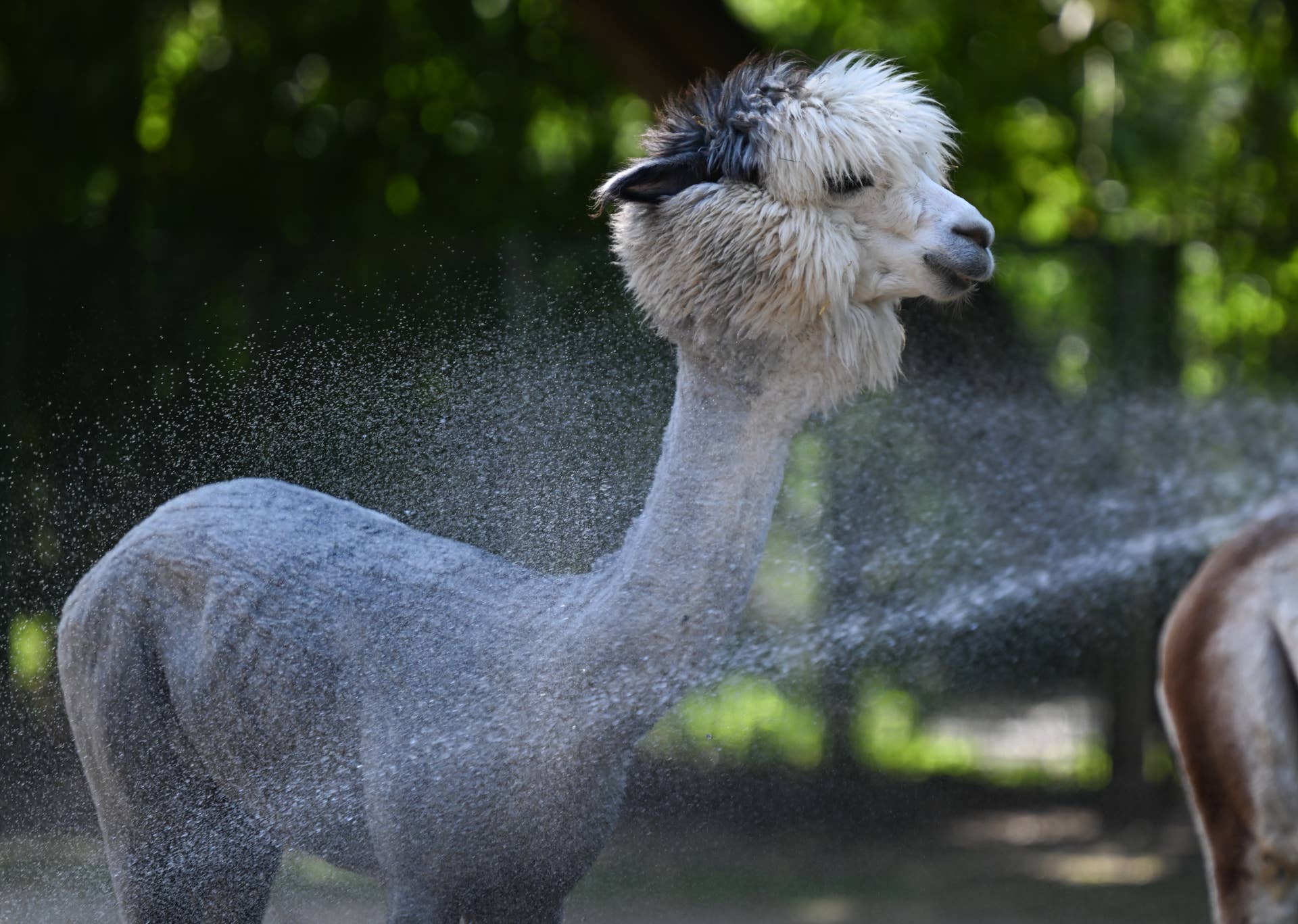 Alpacas Discover Their New Splash Pad, and the Internet Can't Get ...