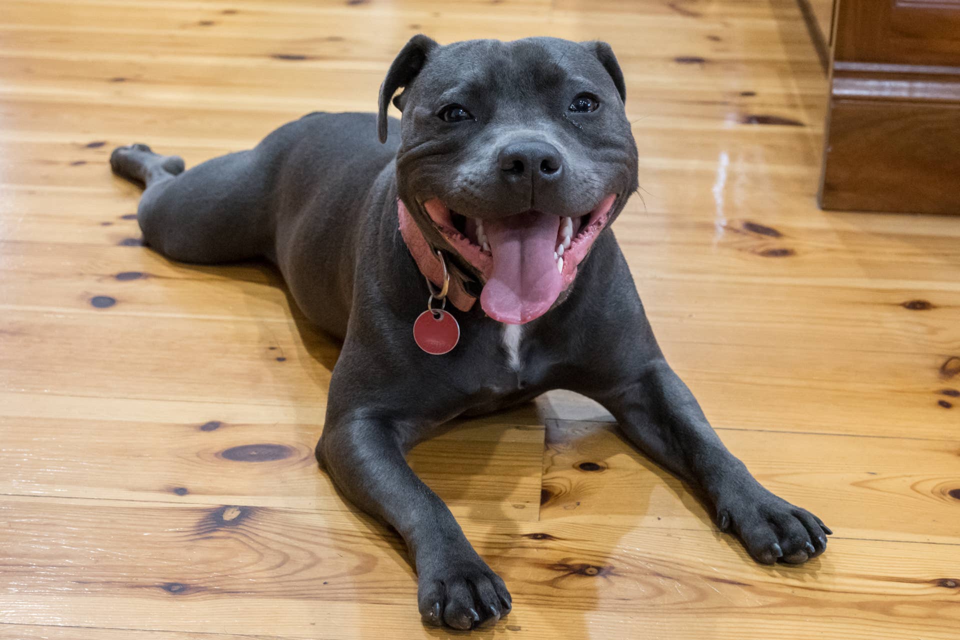 Staffy's Excitement Over His Grandparents Is Too Pure - Paw Nation