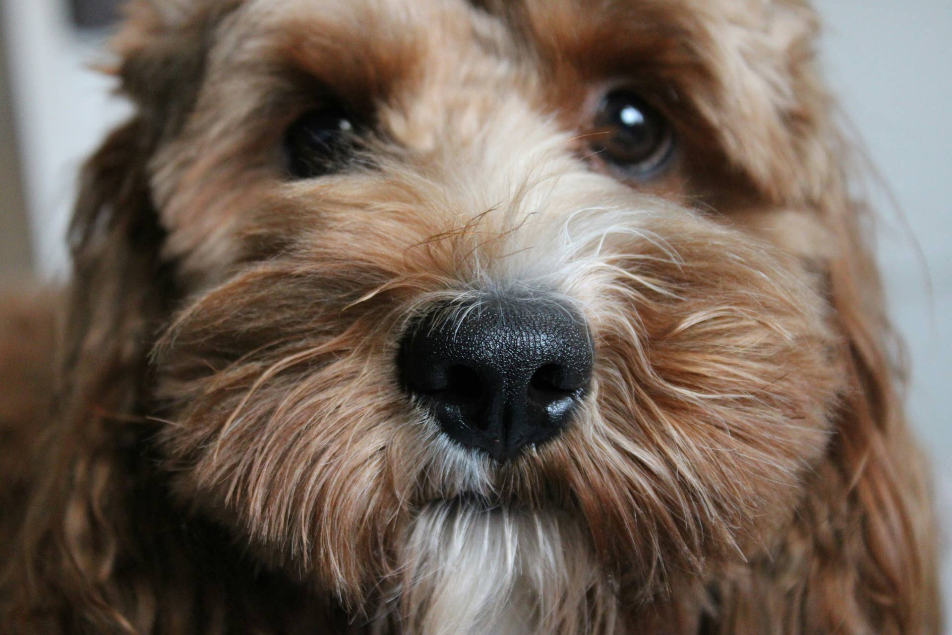 Cavapoo Siblings Are the Epitome of Cookies and Cream - Paw Nation