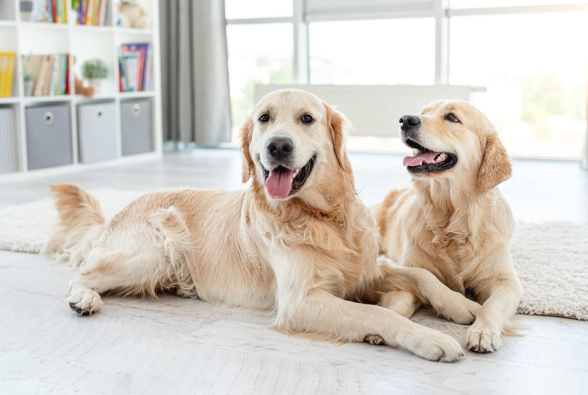 One Golden Retriever Is Polite, the Other Has Different Priorities ...