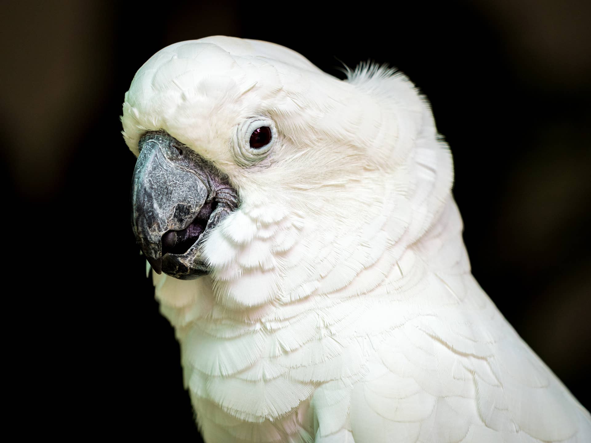 35-Year-Old Cockatoo Has a Very Strong Argument for Eating Pasta - Paw ...