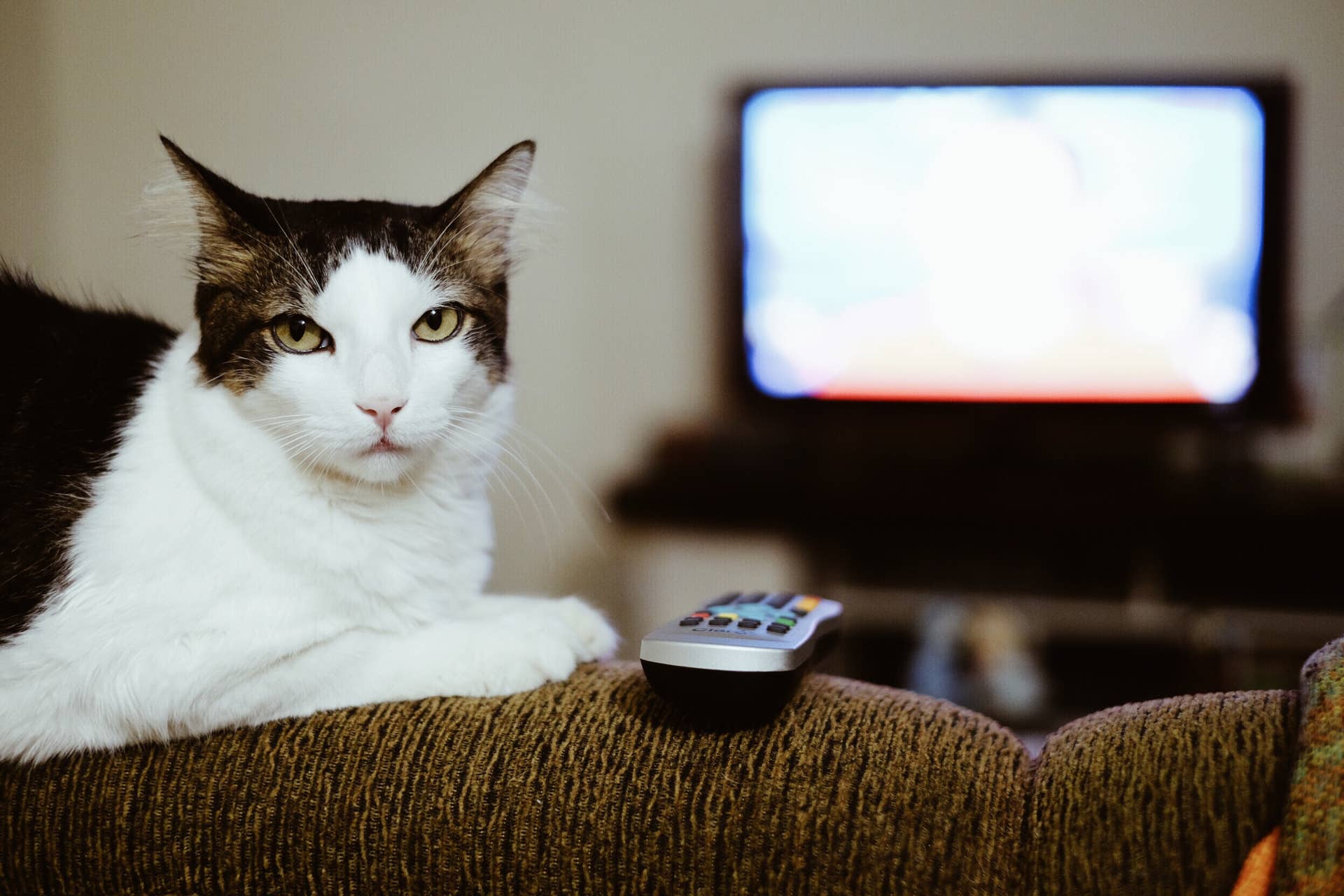 Cat Completely Hypnotized by 2001 'Cat TV' VHS - Paw Nation