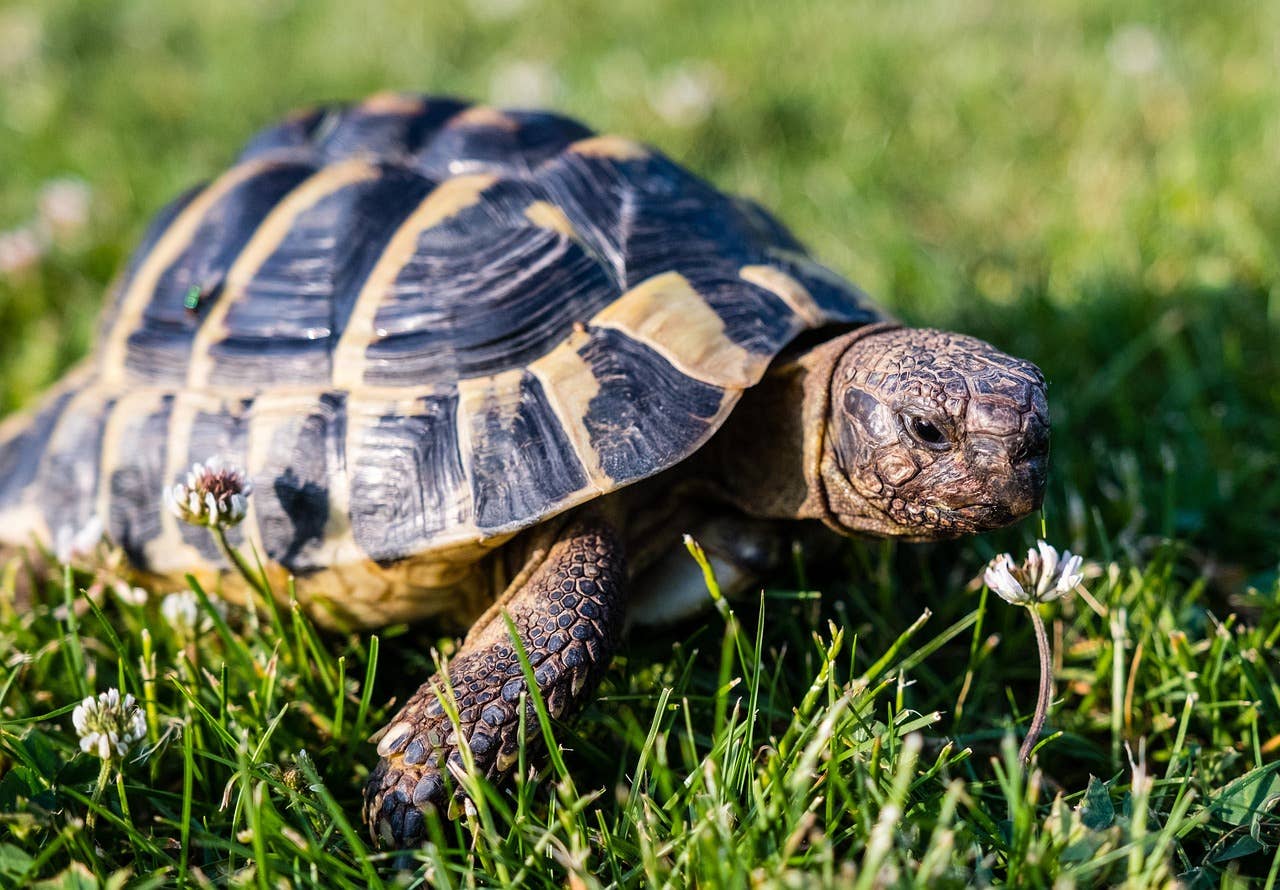 Watch This Cute Tortoise Wiggle Its Butt During a Hose Bath - Paw Nation