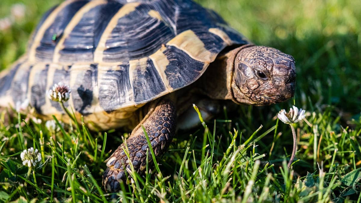 Watch This Cute Tortoise Wiggle Its Butt During a Hose Bath - Paw Nation