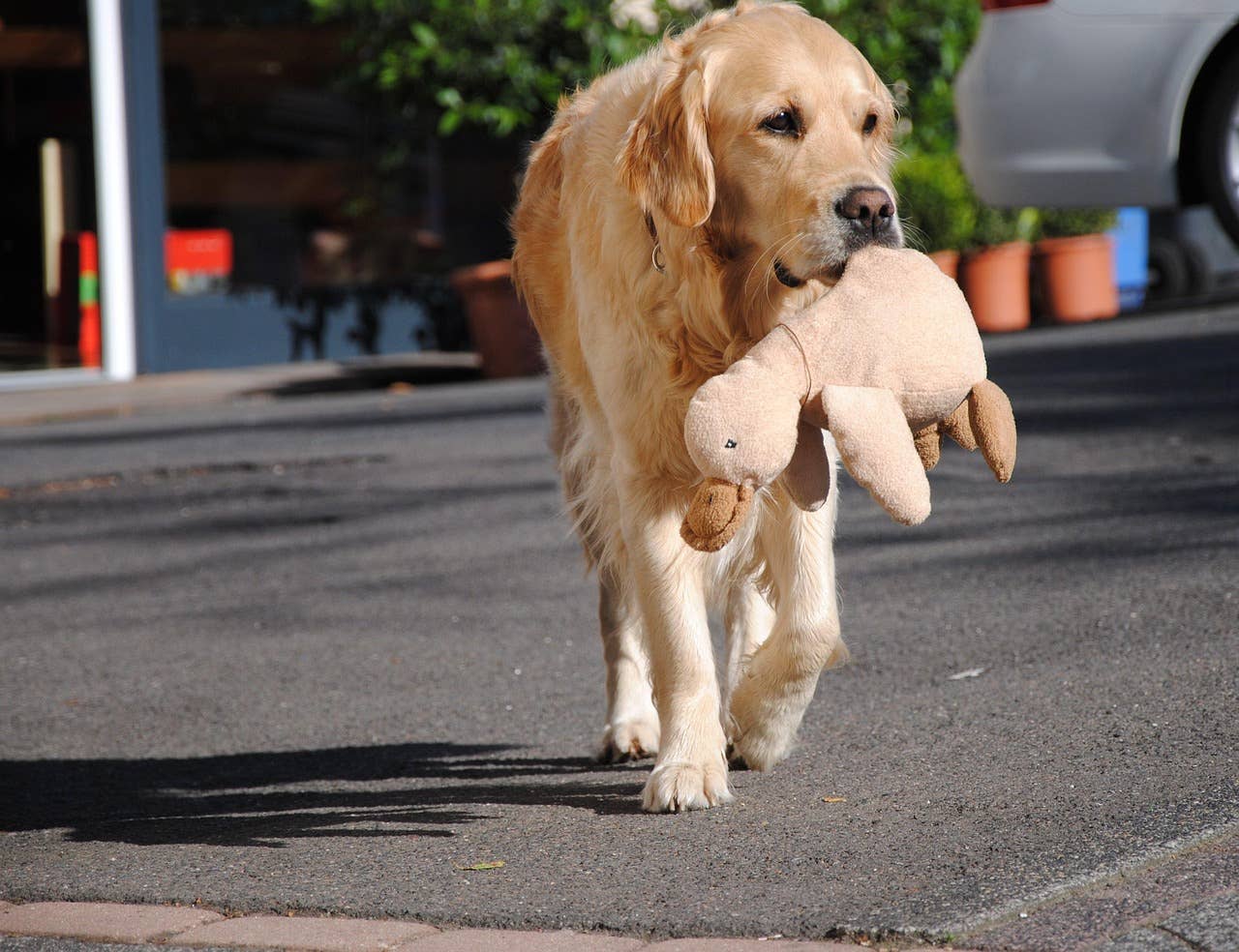 Dog Brings Live Armadillo Inside and Family Loses It - Paw Nation