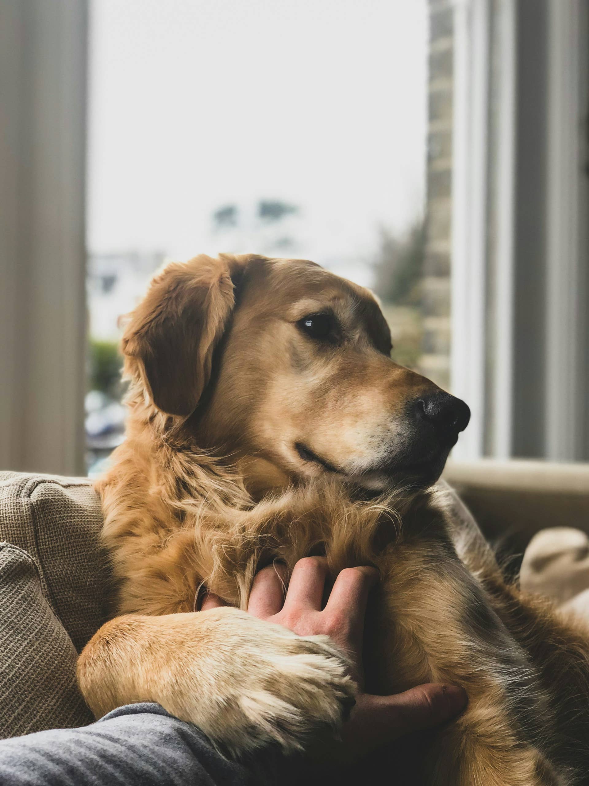 Jealous Golden Retriever Makes It Clear He's Next in Line for Pets ...