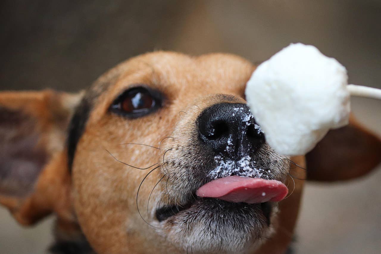 Bark’s Pupsicle Kit Could Be Summer’s Coolest Dog Toy - Paw Nation