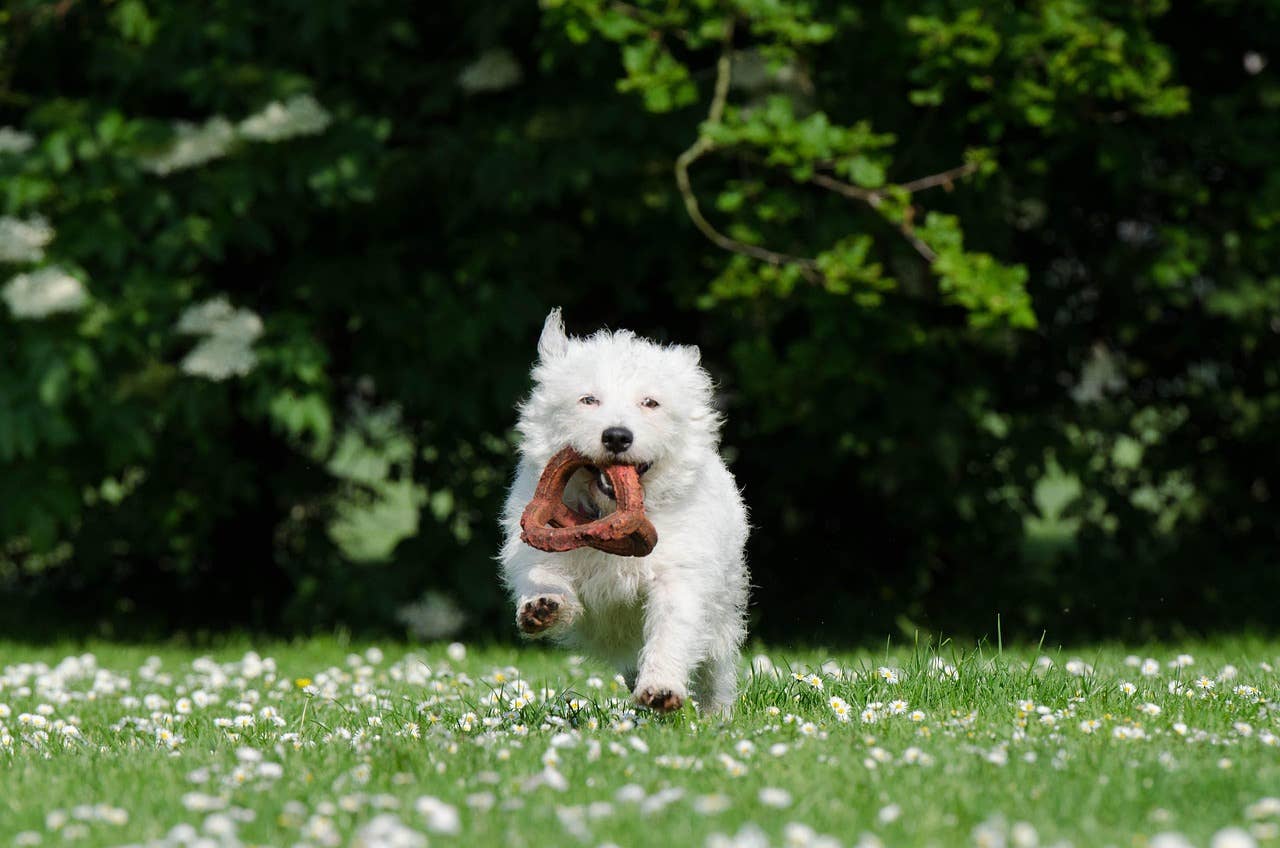 Bark's Scoob! Ball Dog Toy Hides a Fun Surprise for Chewers - Paw Nation