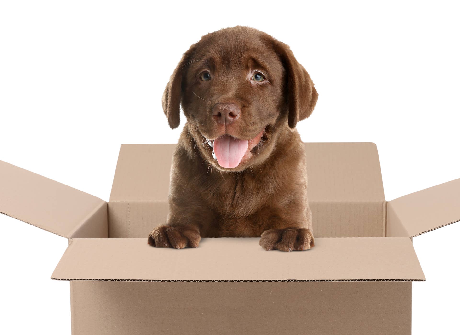 Chocolate Lab Loves Fetching Packages, but There’s Just One Problem ...