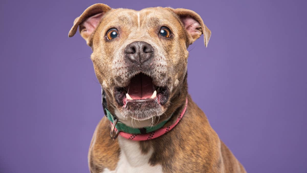 Lucky Pit Bulls Treated to an Epic Steak Breakfast - PawNation