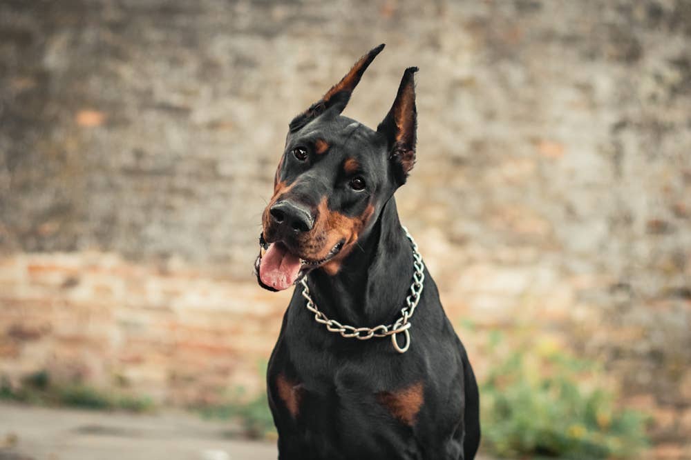 Doberman Goes Viral for Looking Terrifying, but He’s a Marshmallow ...