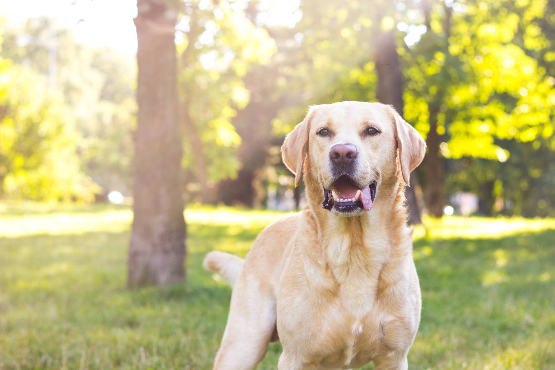 Yellow Labrador Loses Her Ball and Has To Wait for Dad To Retrieve It ...